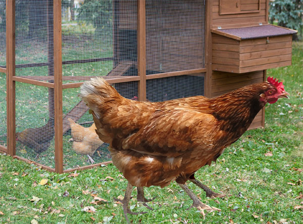 Cambridge scientists create the world's first four-legged chicken - Spoof news and satire from ...